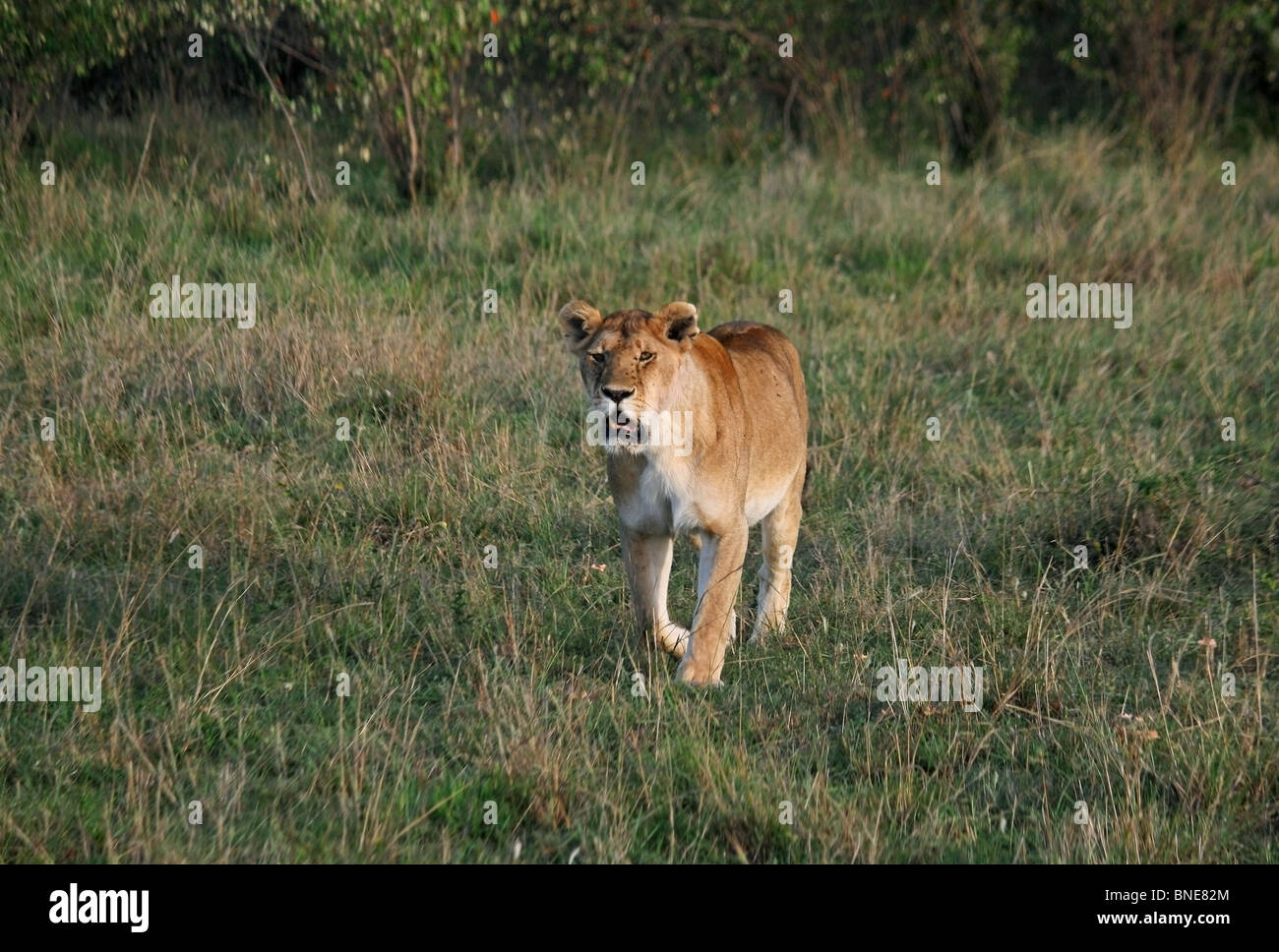 Angry lioness hi-res stock photography and images - Alamy