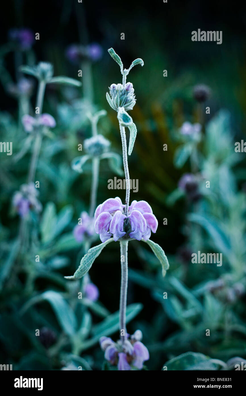 wild spring flower Stock Photo - Alamy