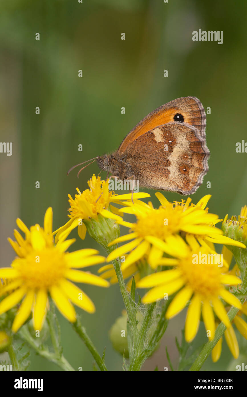 Male gatekeeper butterfly hi-res stock photography and images - Alamy