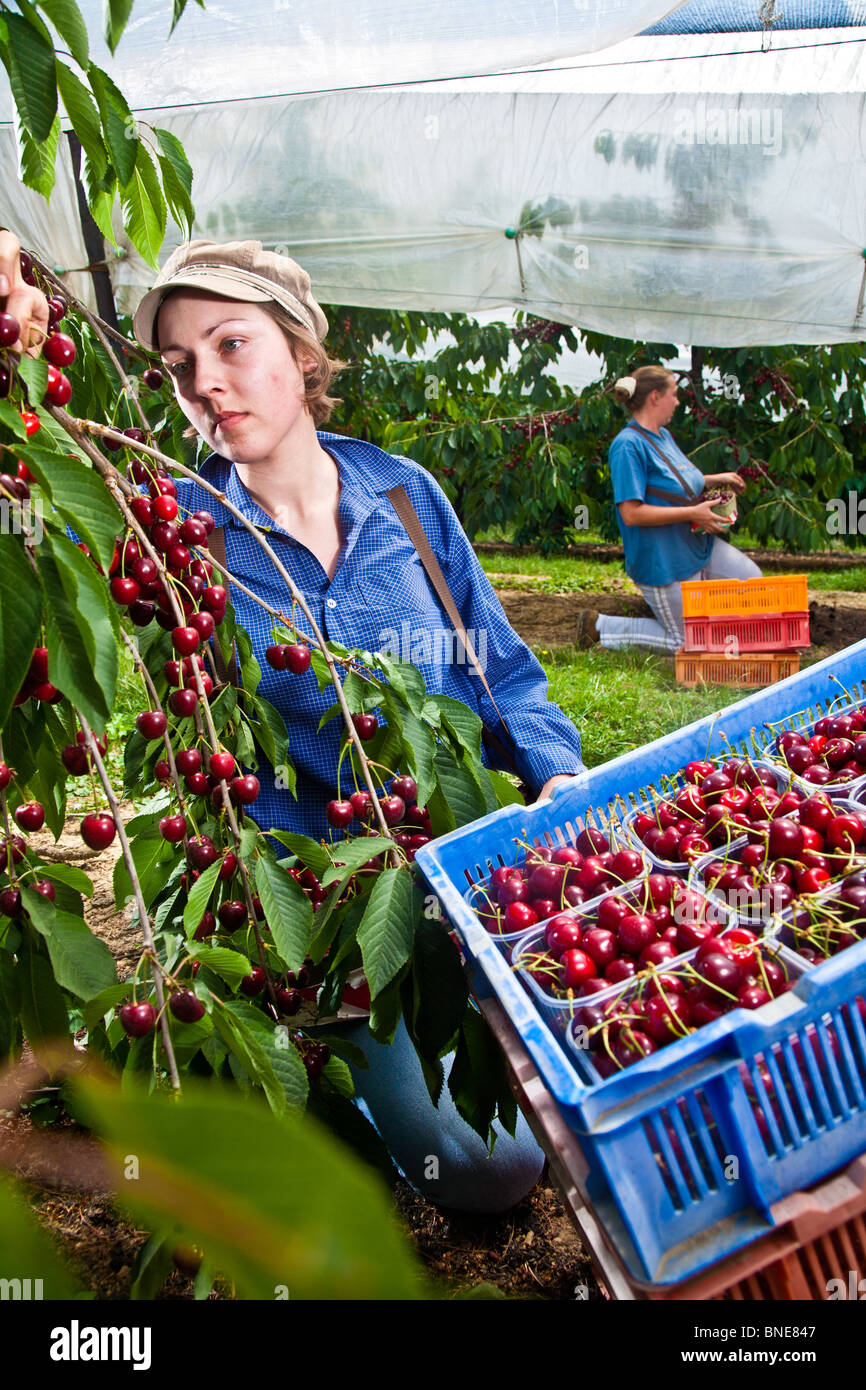 Picking Cherries in Kent Stock Photo - Alamy