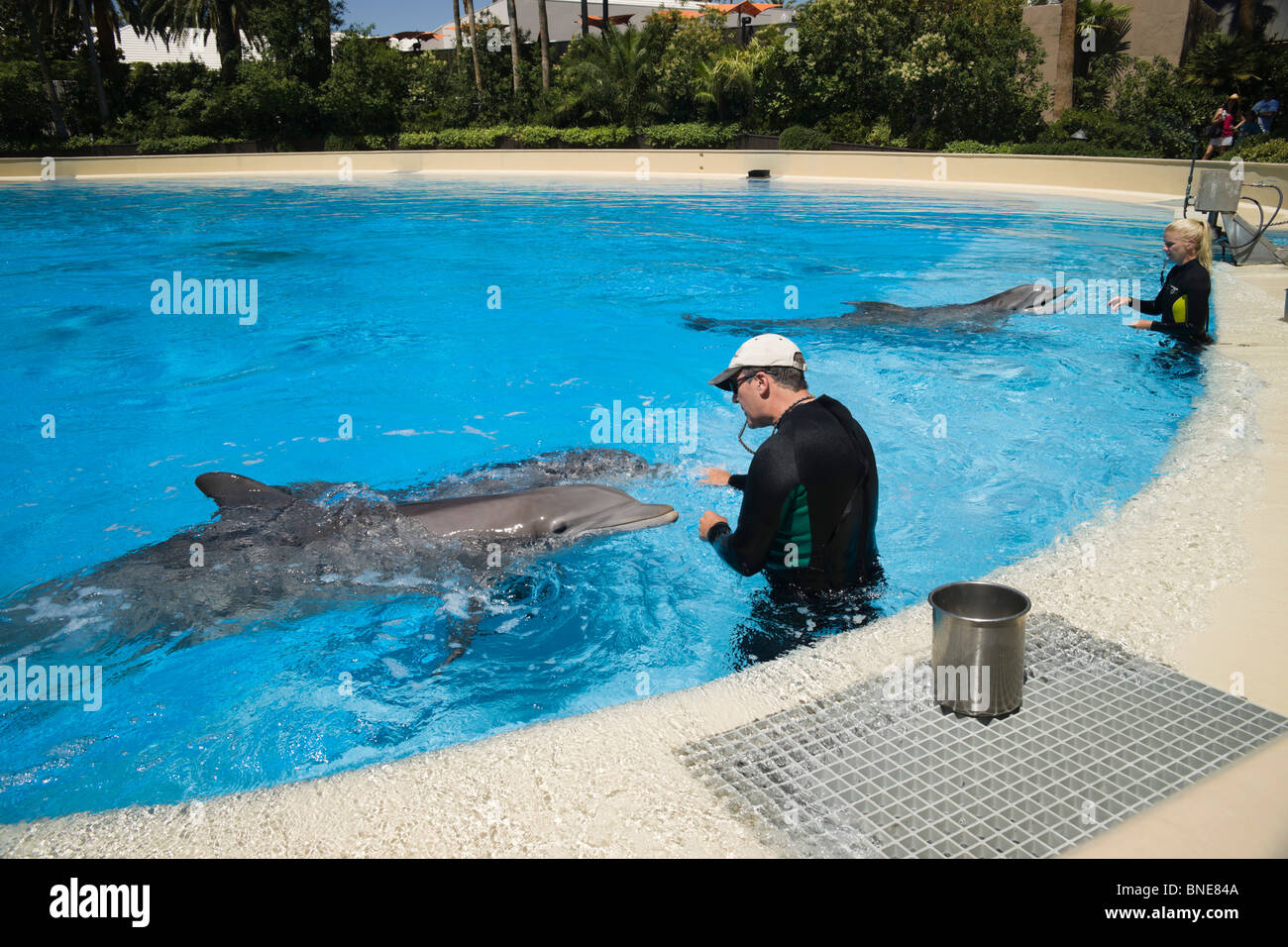 Zoo Keeper With Dolphin High Resolution Stock Photography and Images ...