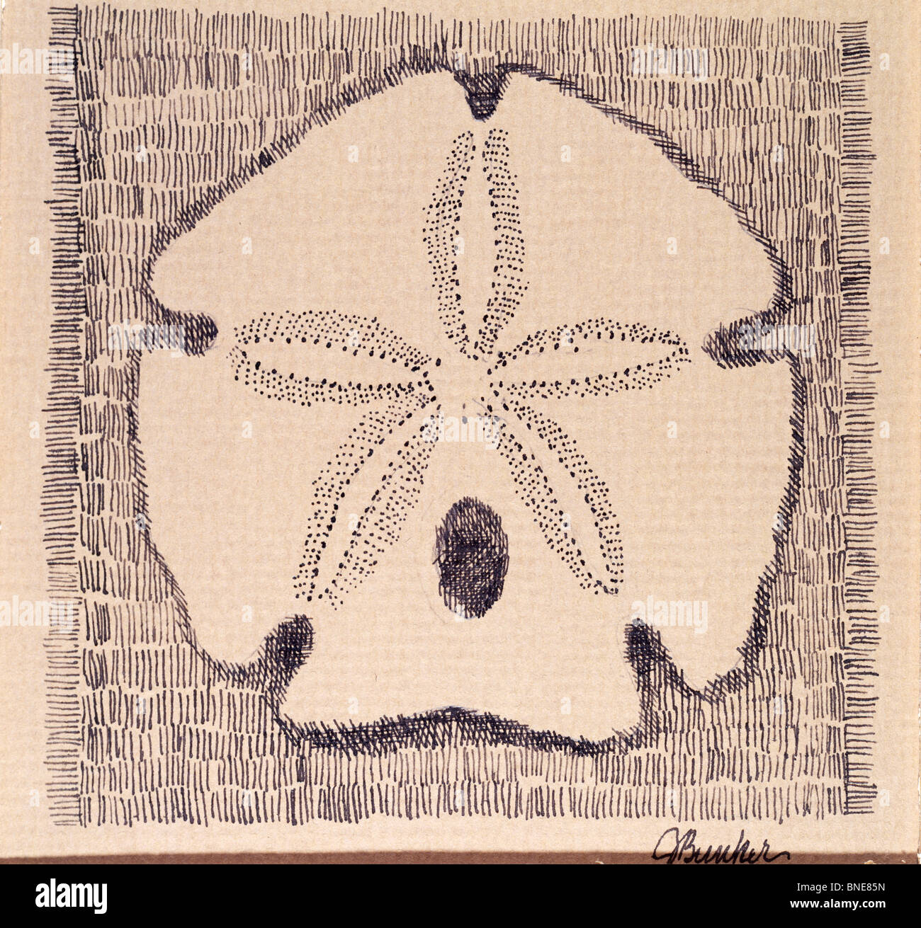 Sand Dollar John Bunker (20th C. American) Pen and ink Stock Photo - Alamy