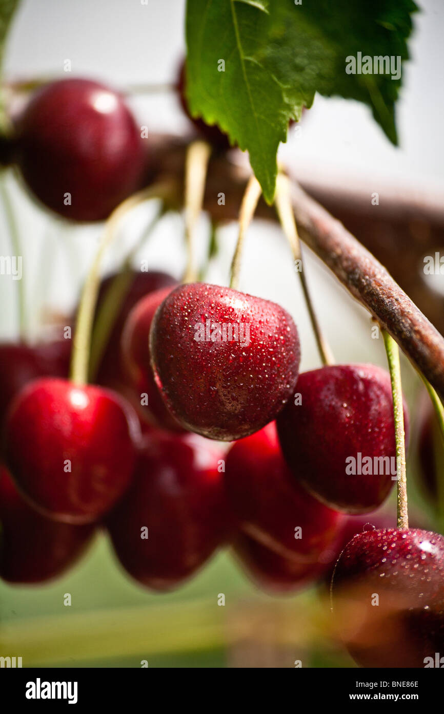 English cherries hi-res stock photography and images - Alamy