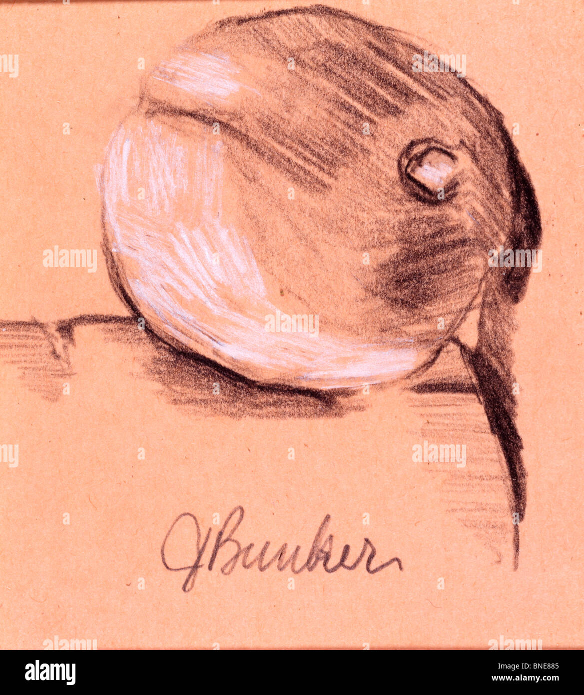 Lemon John Bunker (20th C. American) Pencil Stock Photo - Alamy