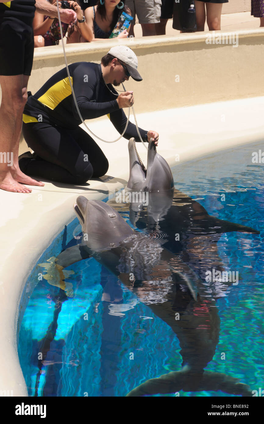 Feeding dolphins with vitamin, oil and fluid supplements by tube. The ...