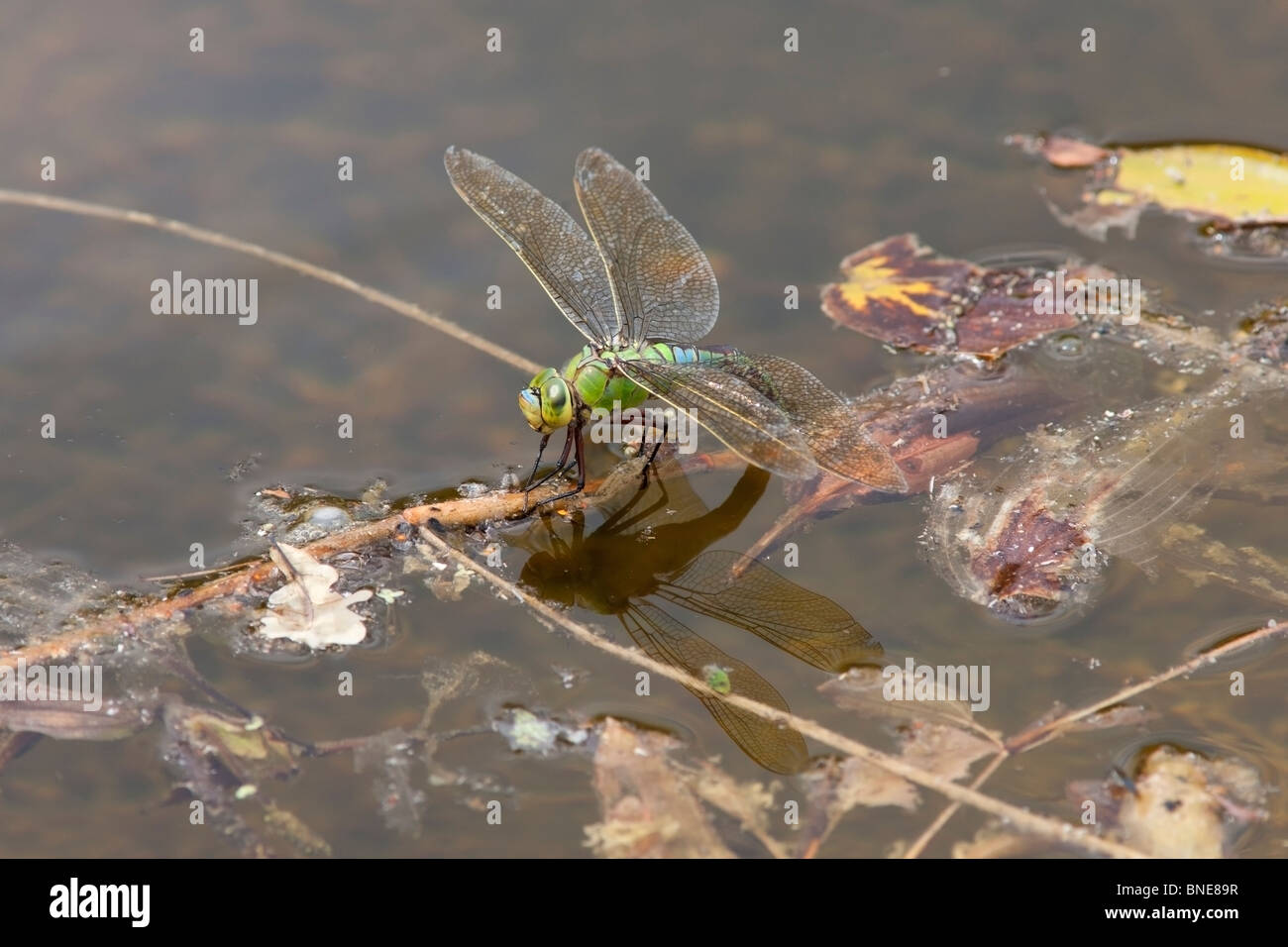 Emperor Anax imperator adult male at rest Stock Photo - Alamy