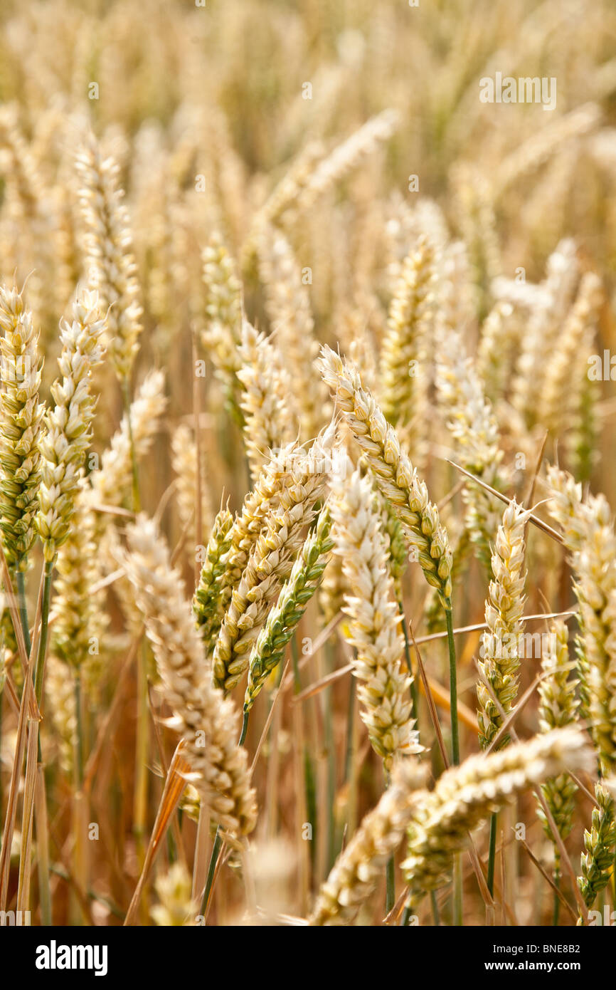 Wheat nearly ready for Harvest in Surrey Stock Photo - Alamy