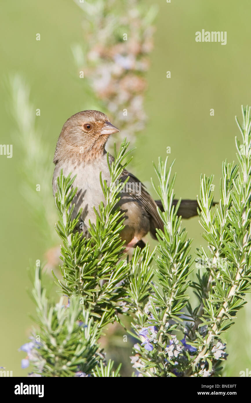 California towhee perched hi-res stock photography and images - Alamy