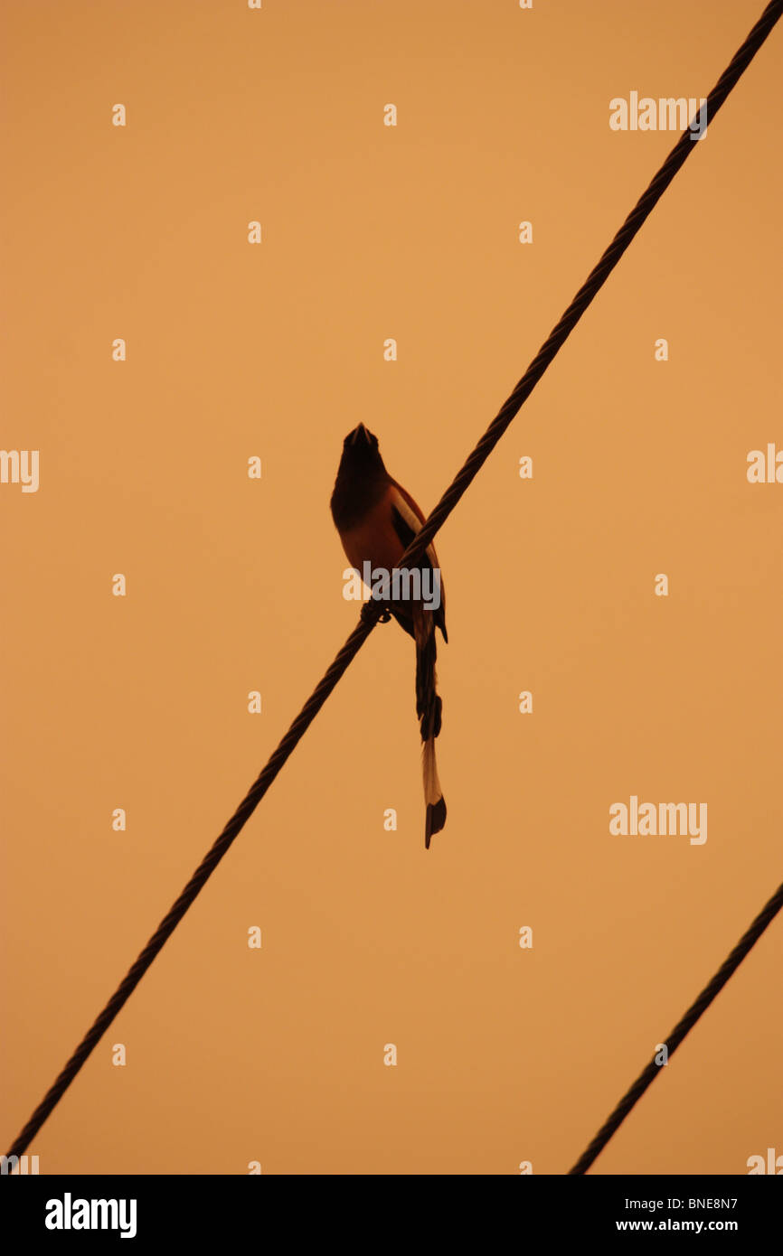 Perfectly diagonal. This is the picture of a bird sitting on an ...