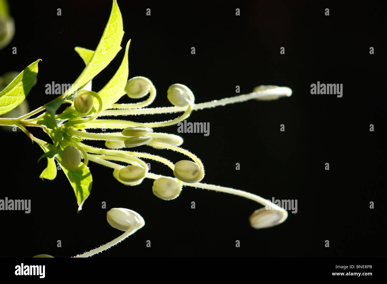 Backlit greenery hi-res stock photography and images - Alamy