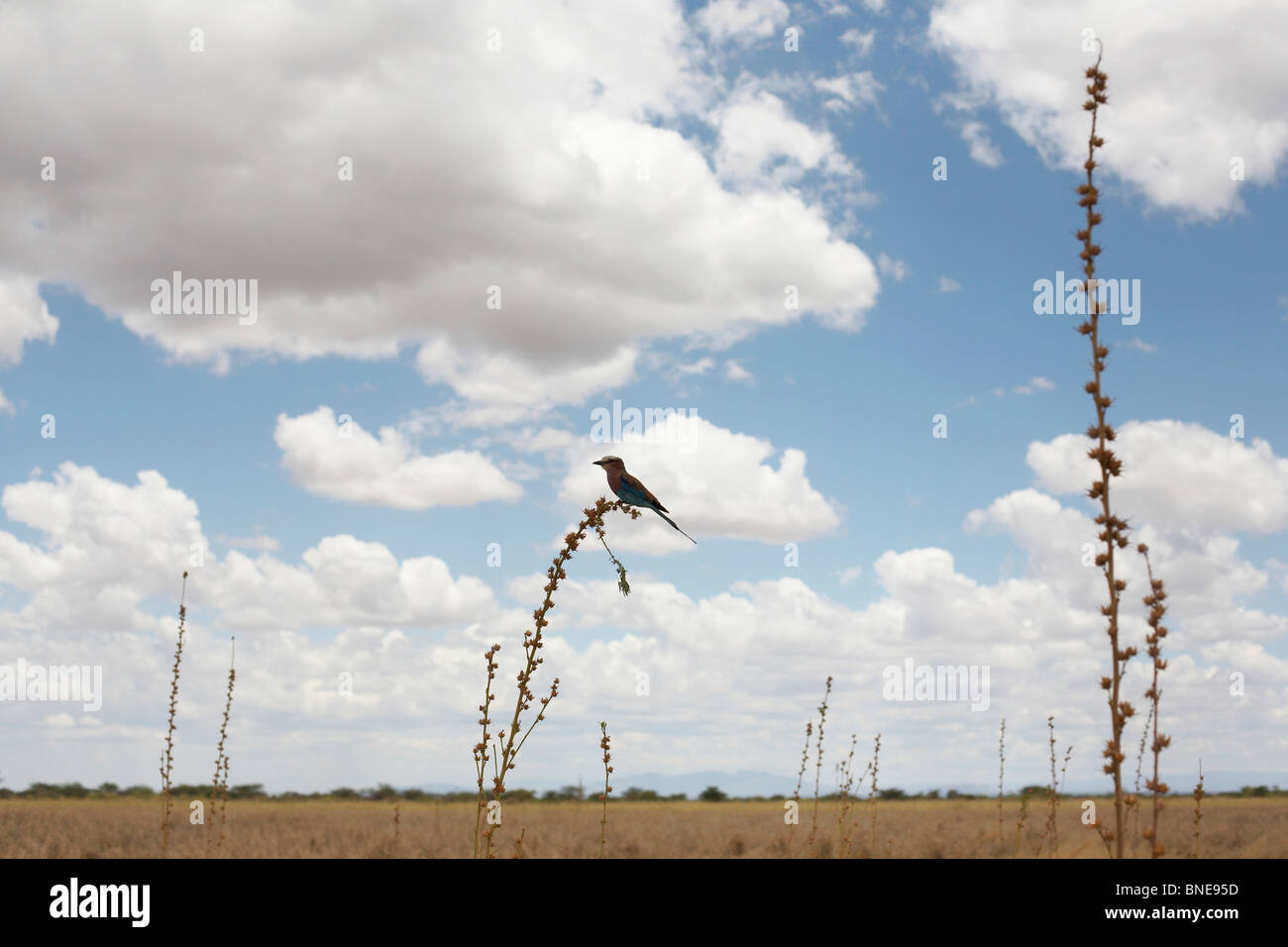 Bird perching on a weed Stock Photo - Alamy