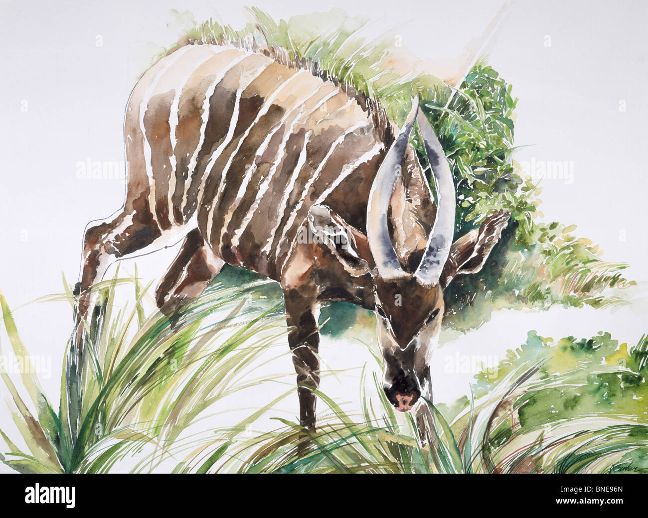 Bongo antelope kenya africa hi-res stock photography and images - Alamy