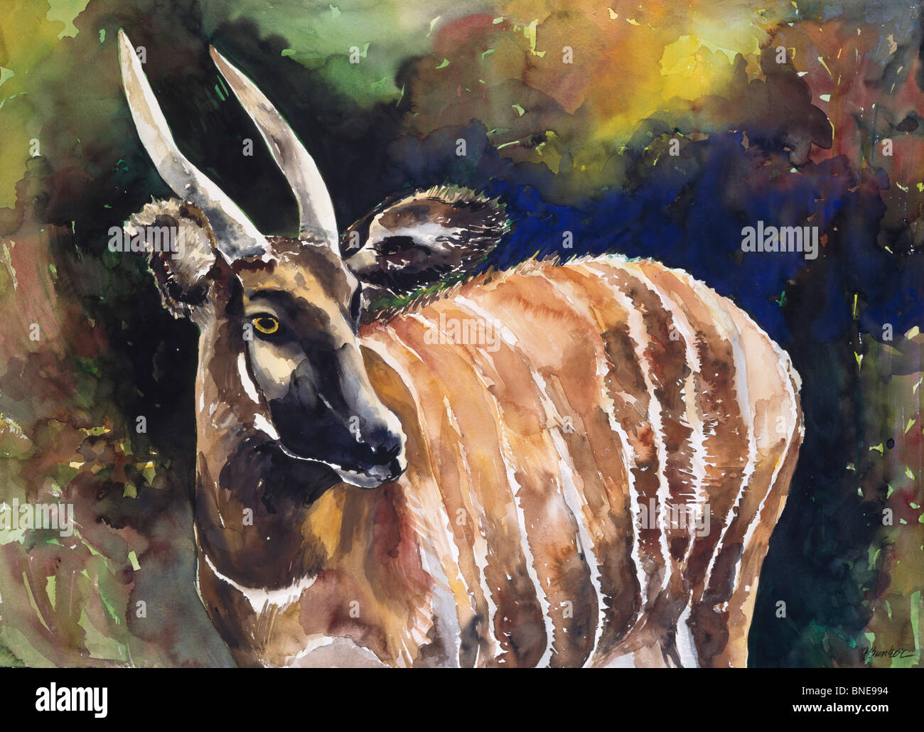 Bongo antelope kenya africa hi-res stock photography and images - Alamy