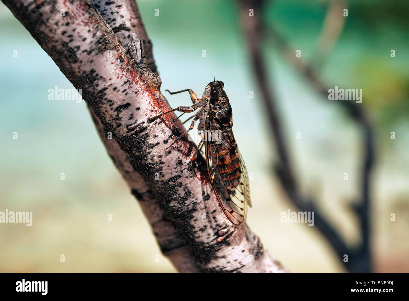 Cicada on a cypress tree branch hi-res stock photography and images - Alamy