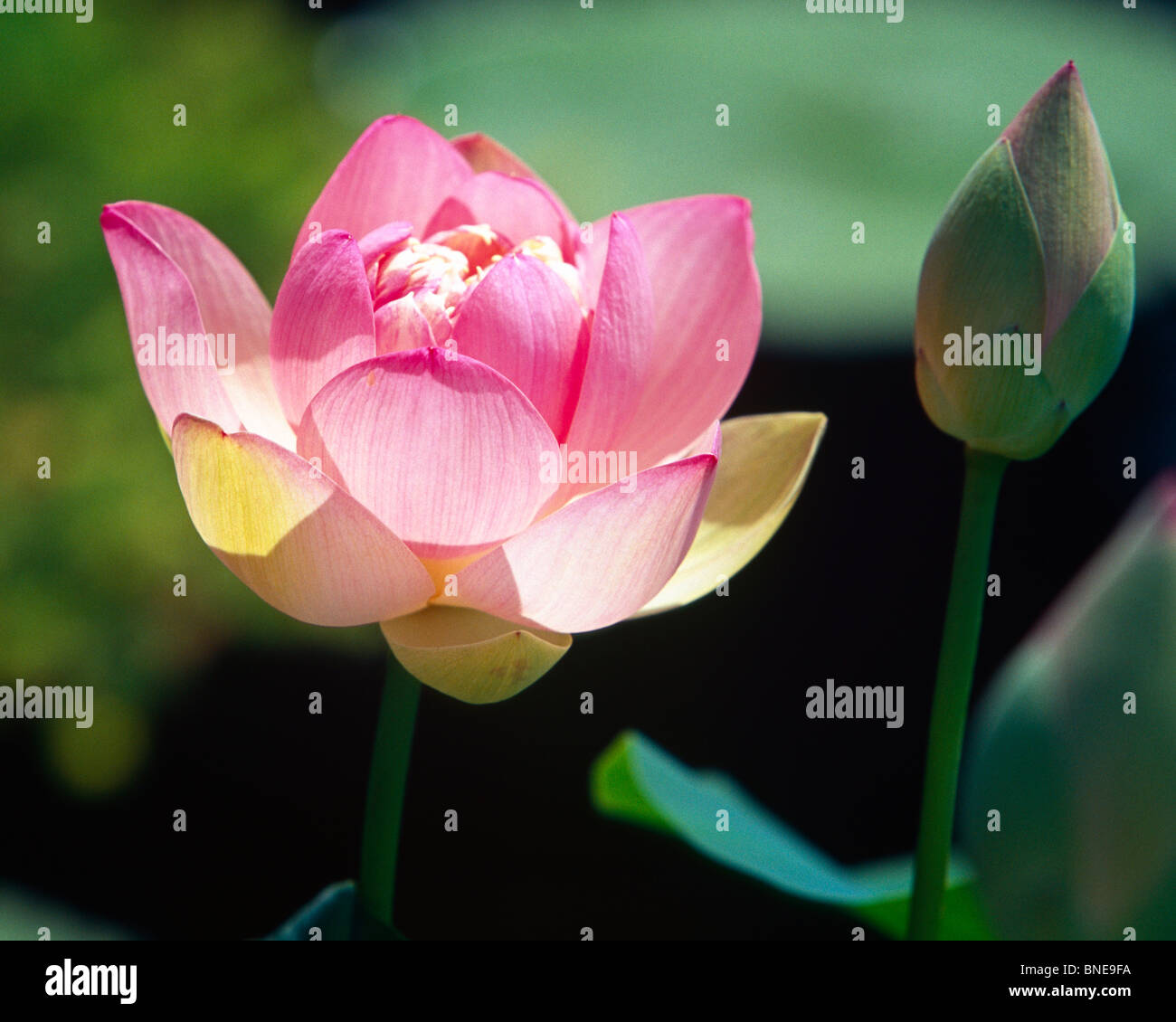 Sacred Lotus (Nelumbo nucifera) flower with a bud Stock Photo - Alamy
