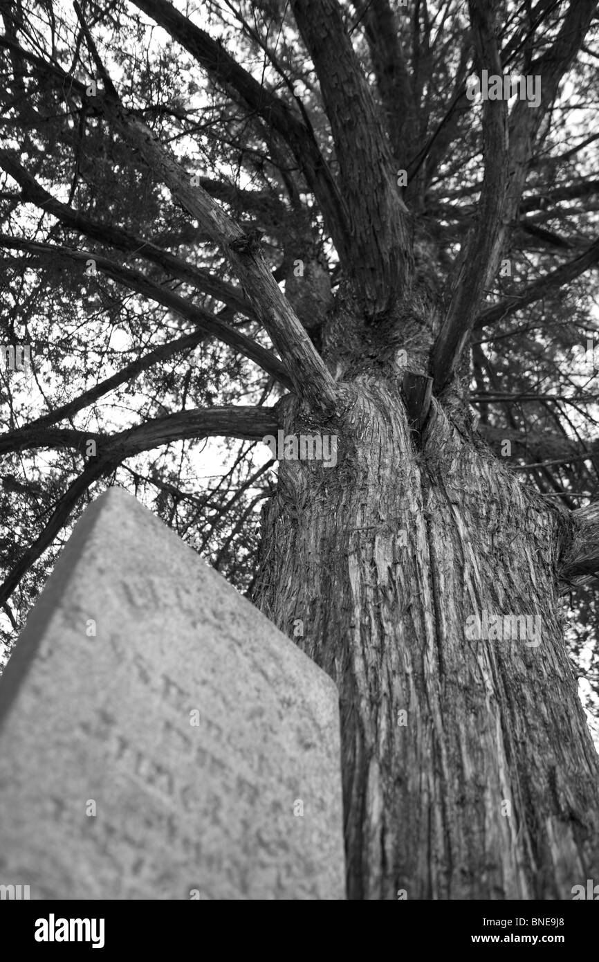 Cemetery Gravestone and Towering Tree Reach for the Heavens Stock Photo ...