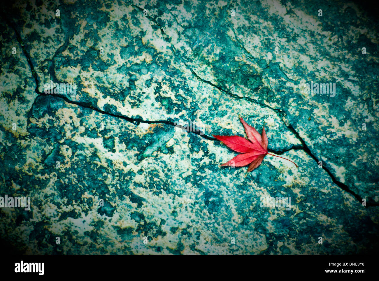 Japanese maple leaf on a stone, Kyoto, Honshu, Japan Stock Photo - Alamy