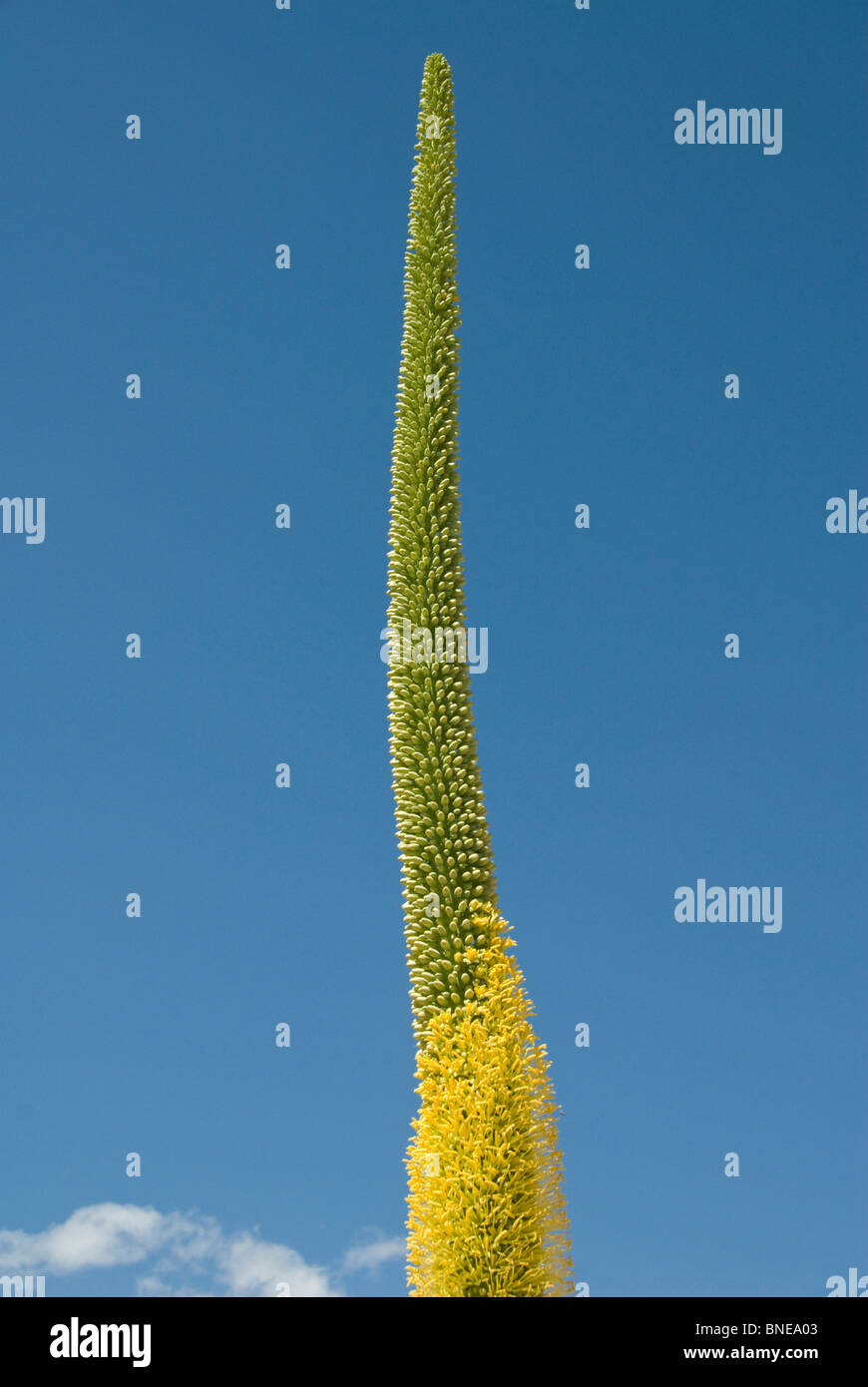 Octopus agave agave vilmoriniana hi-res stock photography and images ...