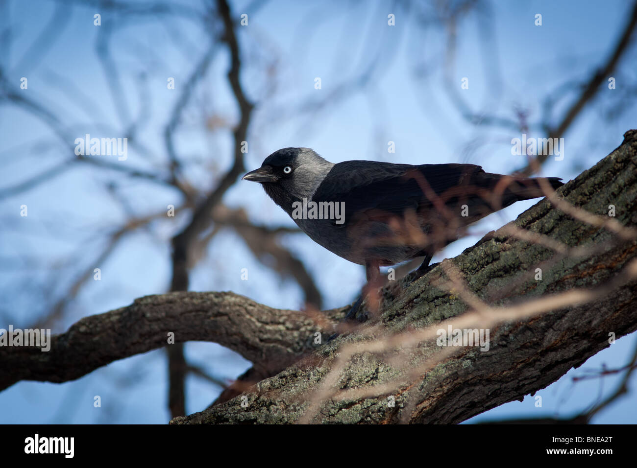 The Jackdaw, or Daw, (crow family, Corvus monedula) in the nature Stock ...