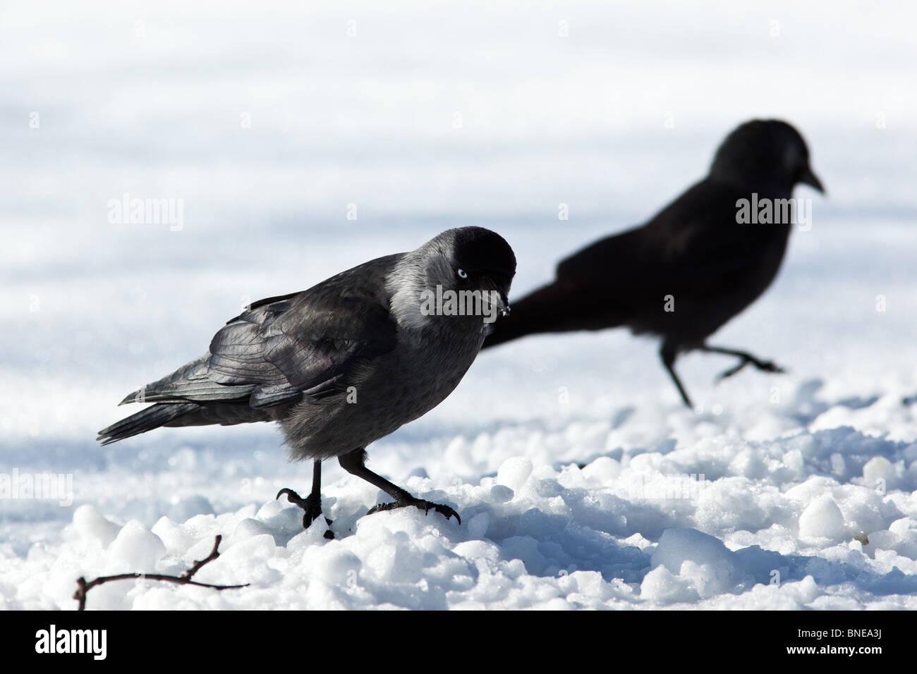 Daw family hi-res stock photography and images - Alamy