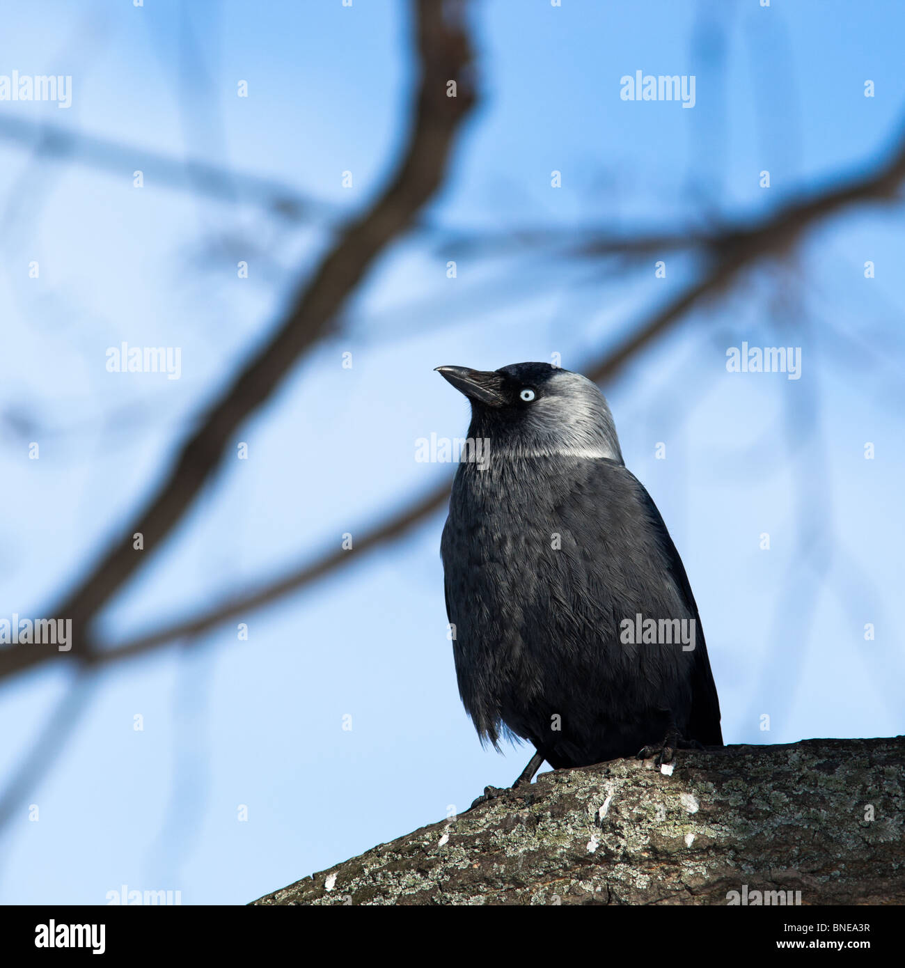 Daw family hi-res stock photography and images - Alamy