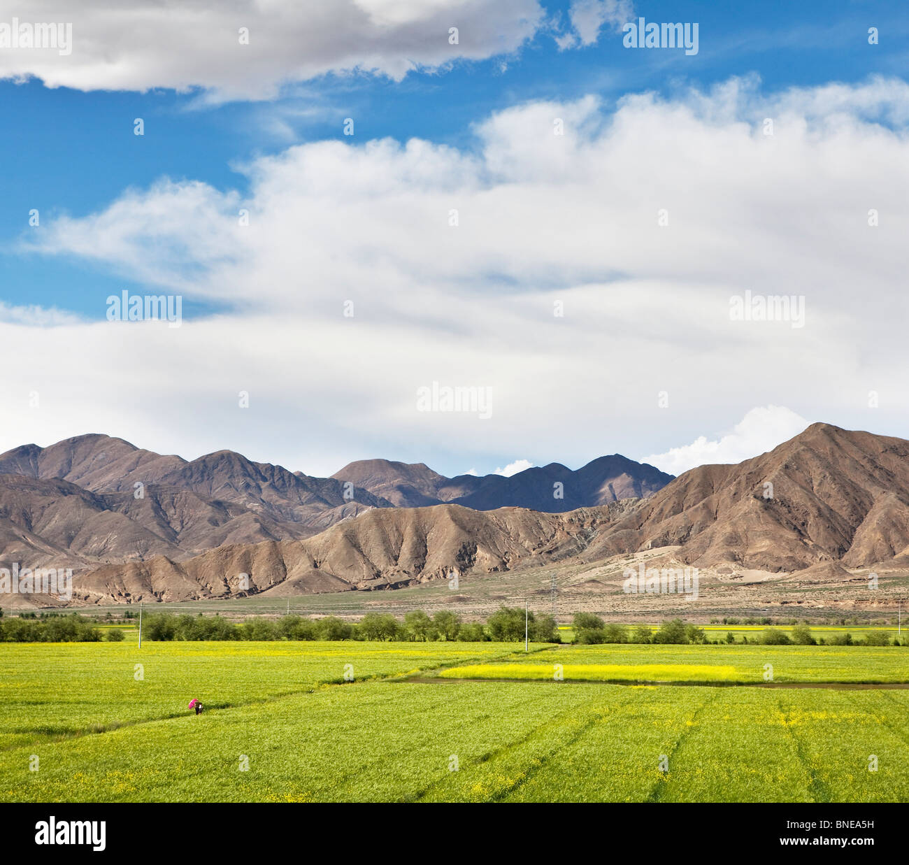 Tibet plant hi-res stock photography and images - Alamy