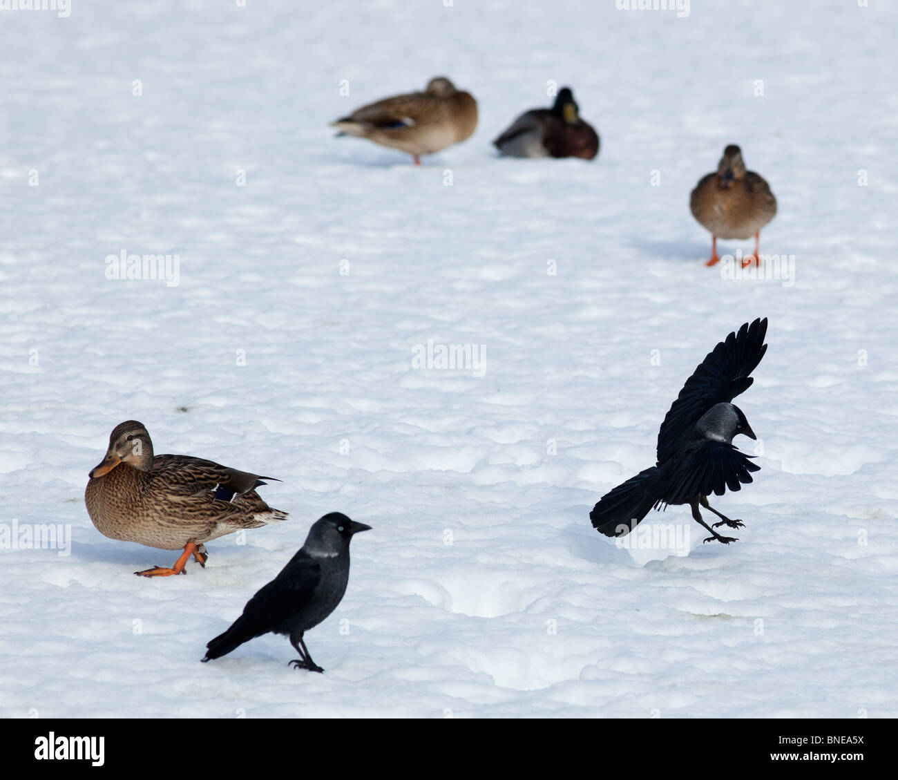 Crow family hi-res stock photography and images - Alamy