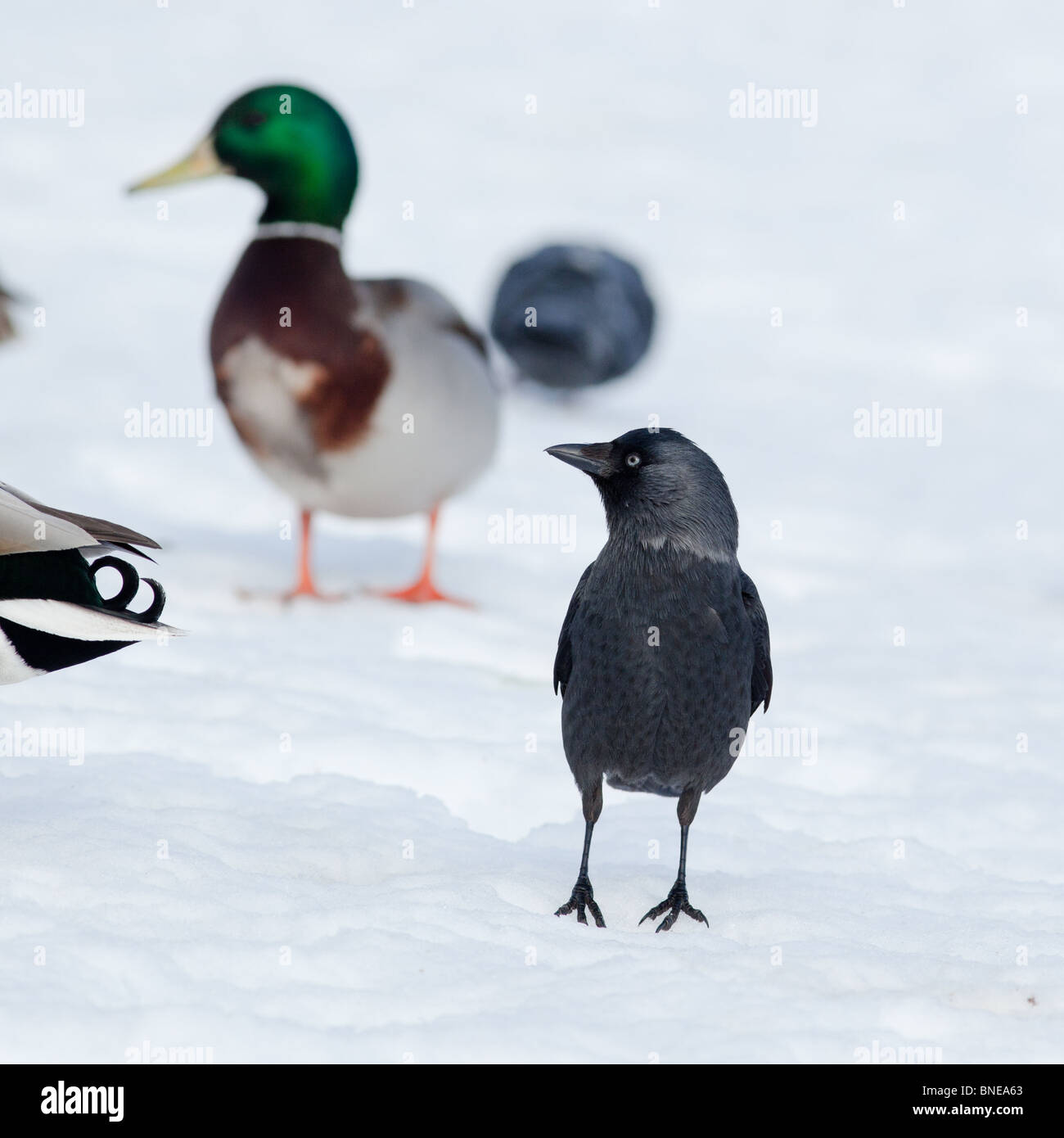 The Jackdaw, or Daw, (crow family, Corvus monedula) in the nature Stock ...