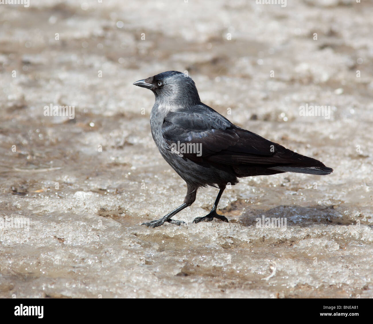 The Jackdaw, or Daw, (crow family, Corvus monedula) in the nature Stock ...