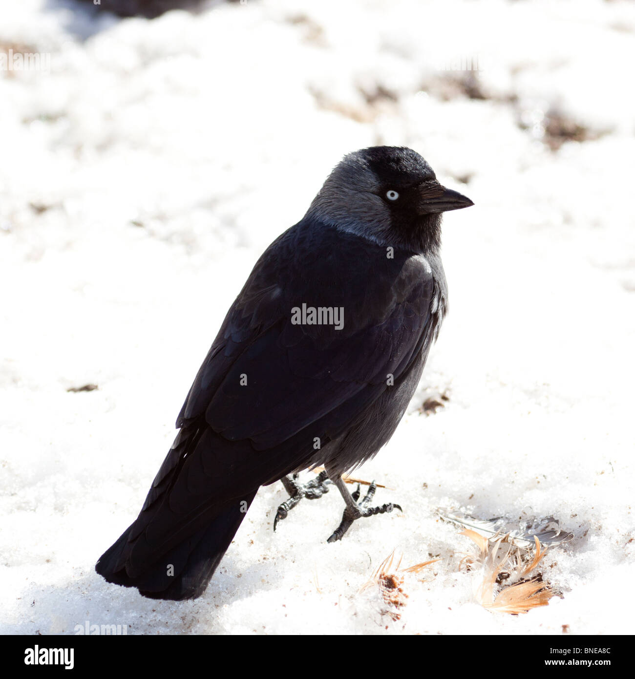 The Jackdaw, or Daw, (crow family, Corvus monedula) in the nature Stock ...