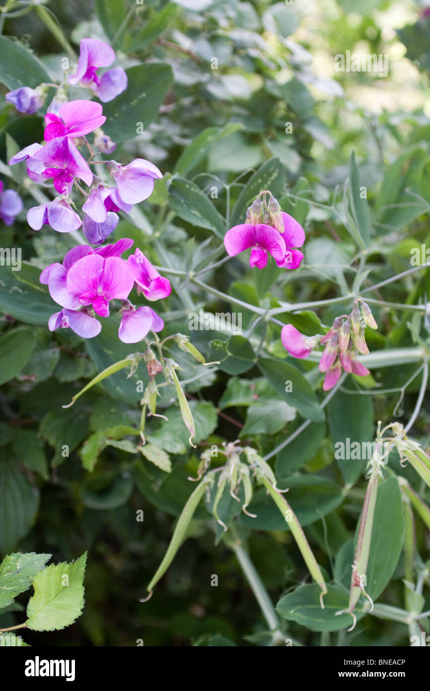 Sweet peas uk hi-res stock photography and images - Alamy