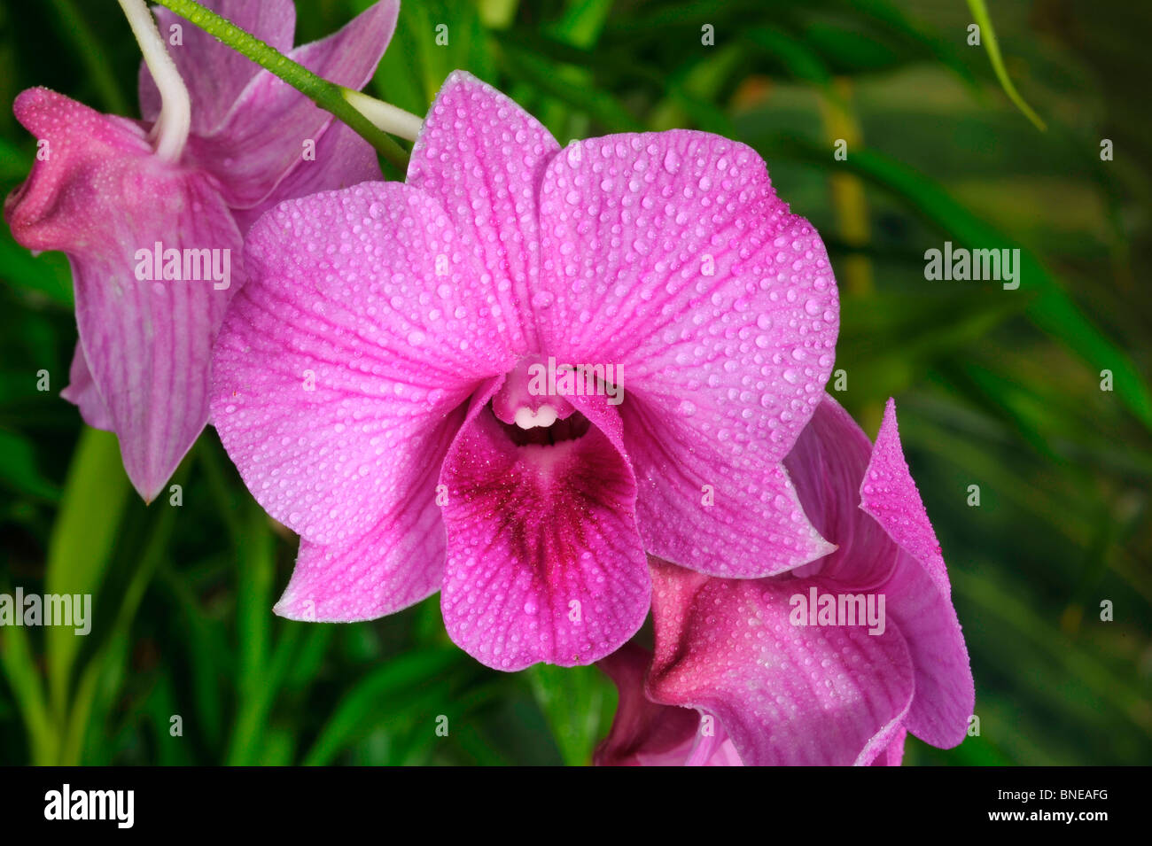 Close-up of hybrid Dendrobium orchid flowers Stock Photo - Alamy