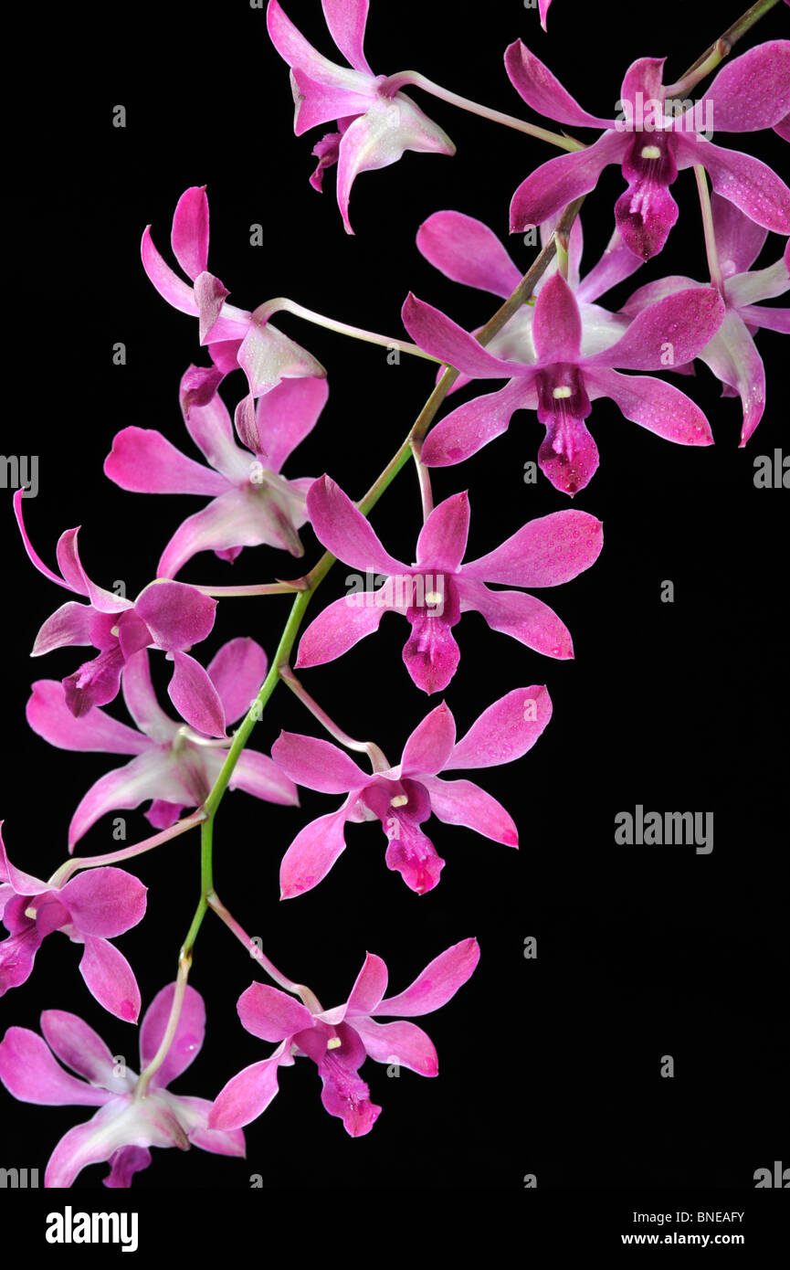 Close-up of hybrid Dendrobium orchid flowers Stock Photo - Alamy
