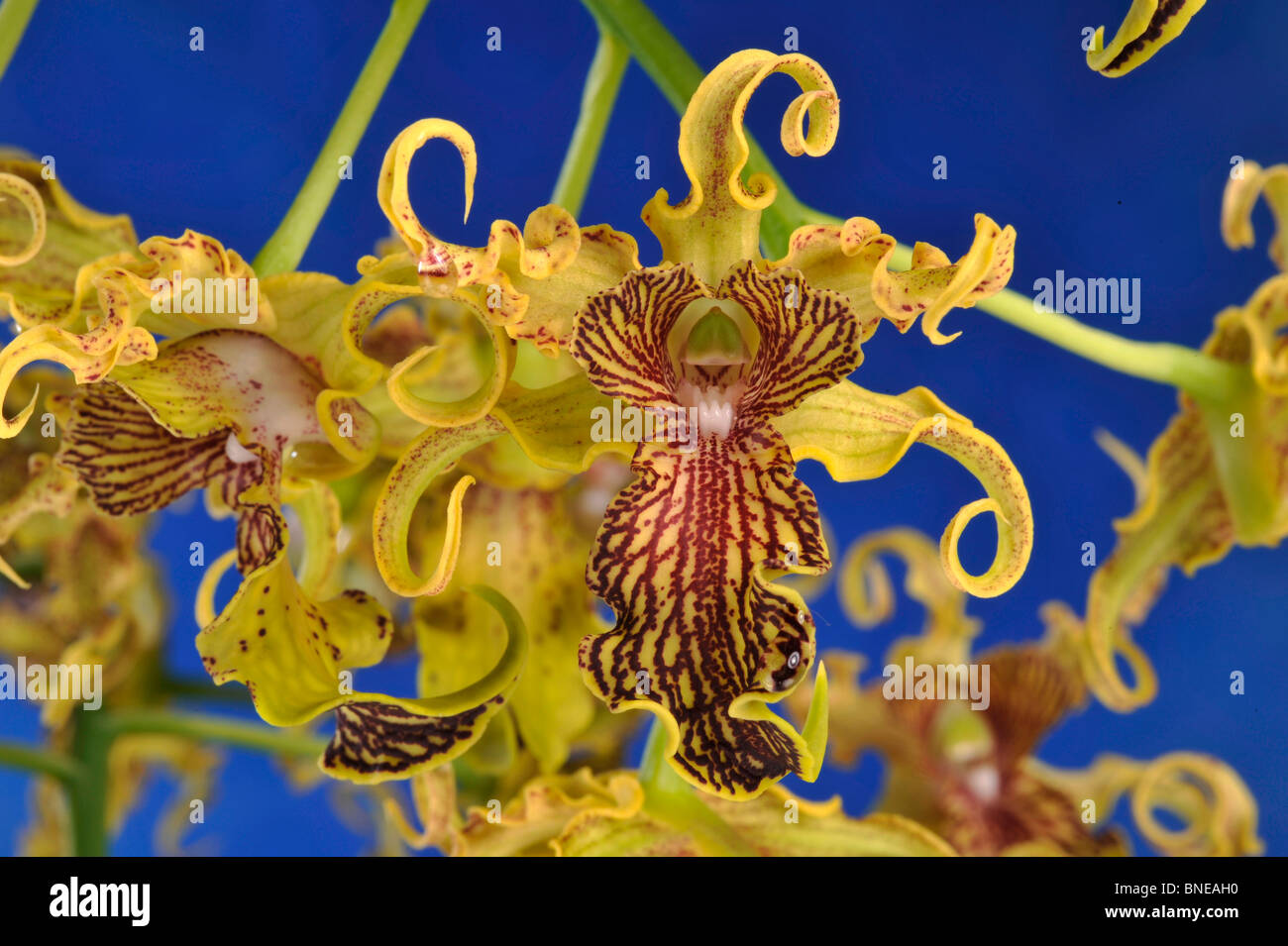 Close-up of hybrid Dendrobium Spectabile orchid flowers Stock Photo - Alamy