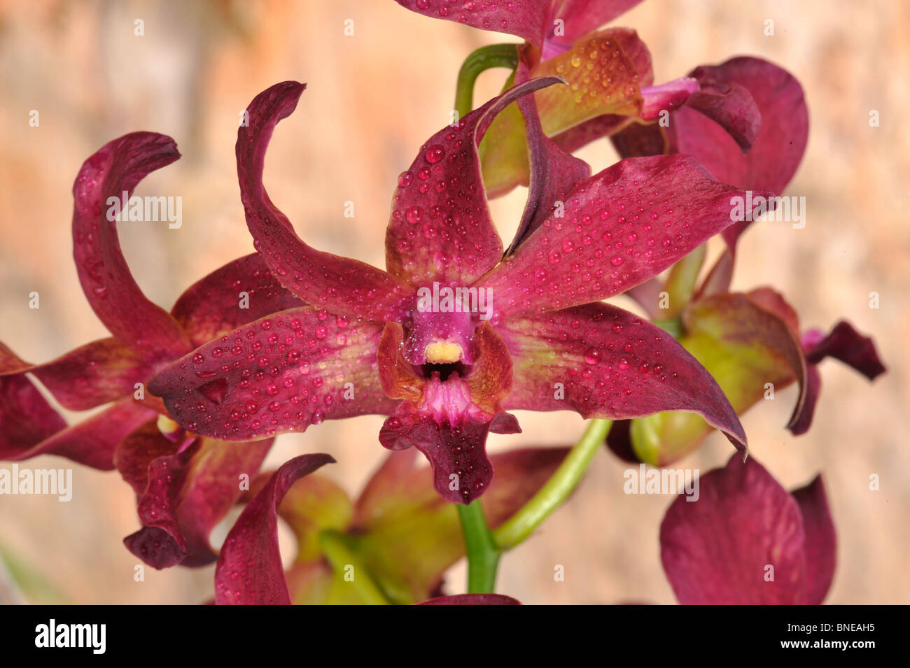 Bobby messina hi-res stock photography and images - Alamy