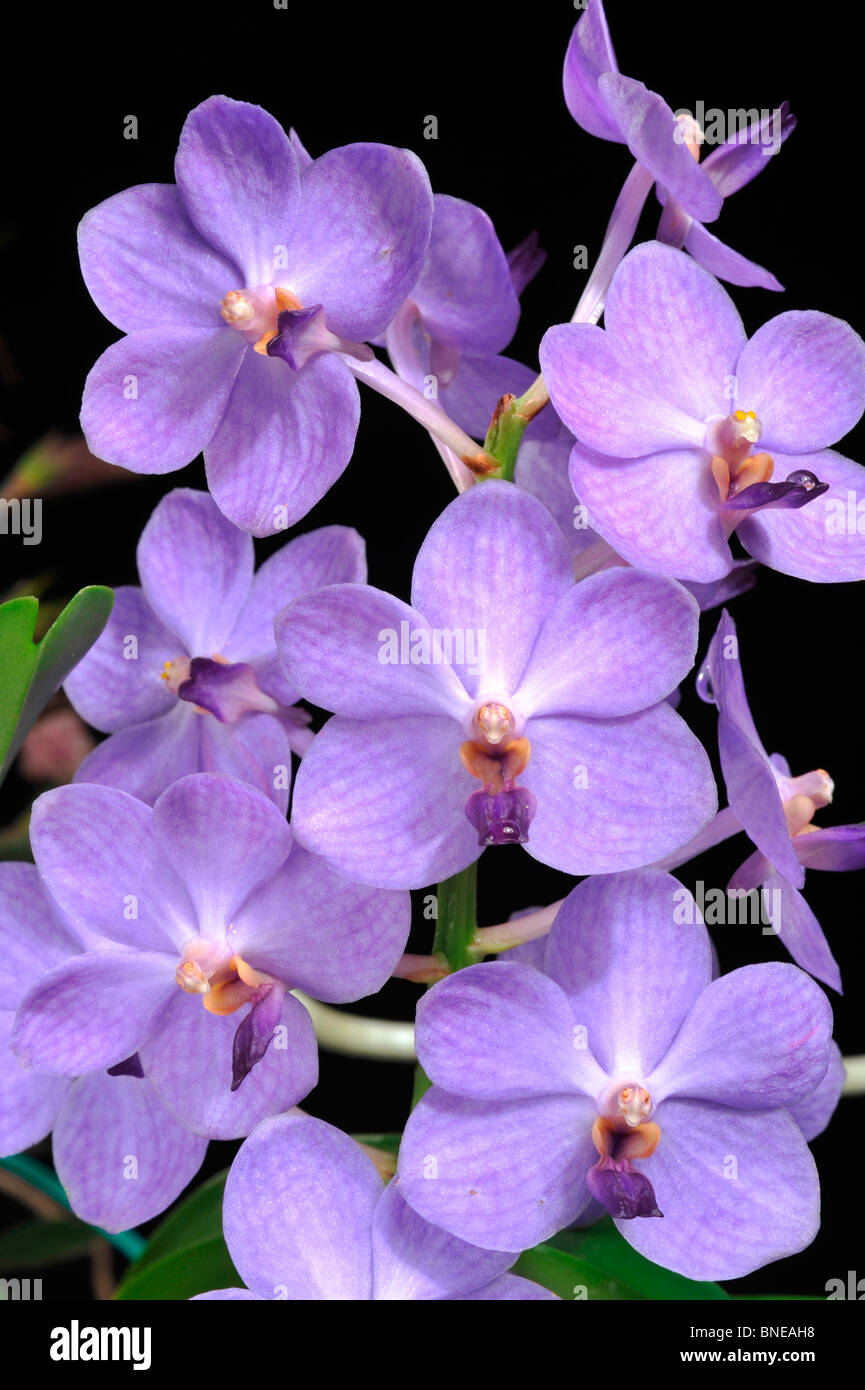 Salaya hi-res stock photography and images - Alamy