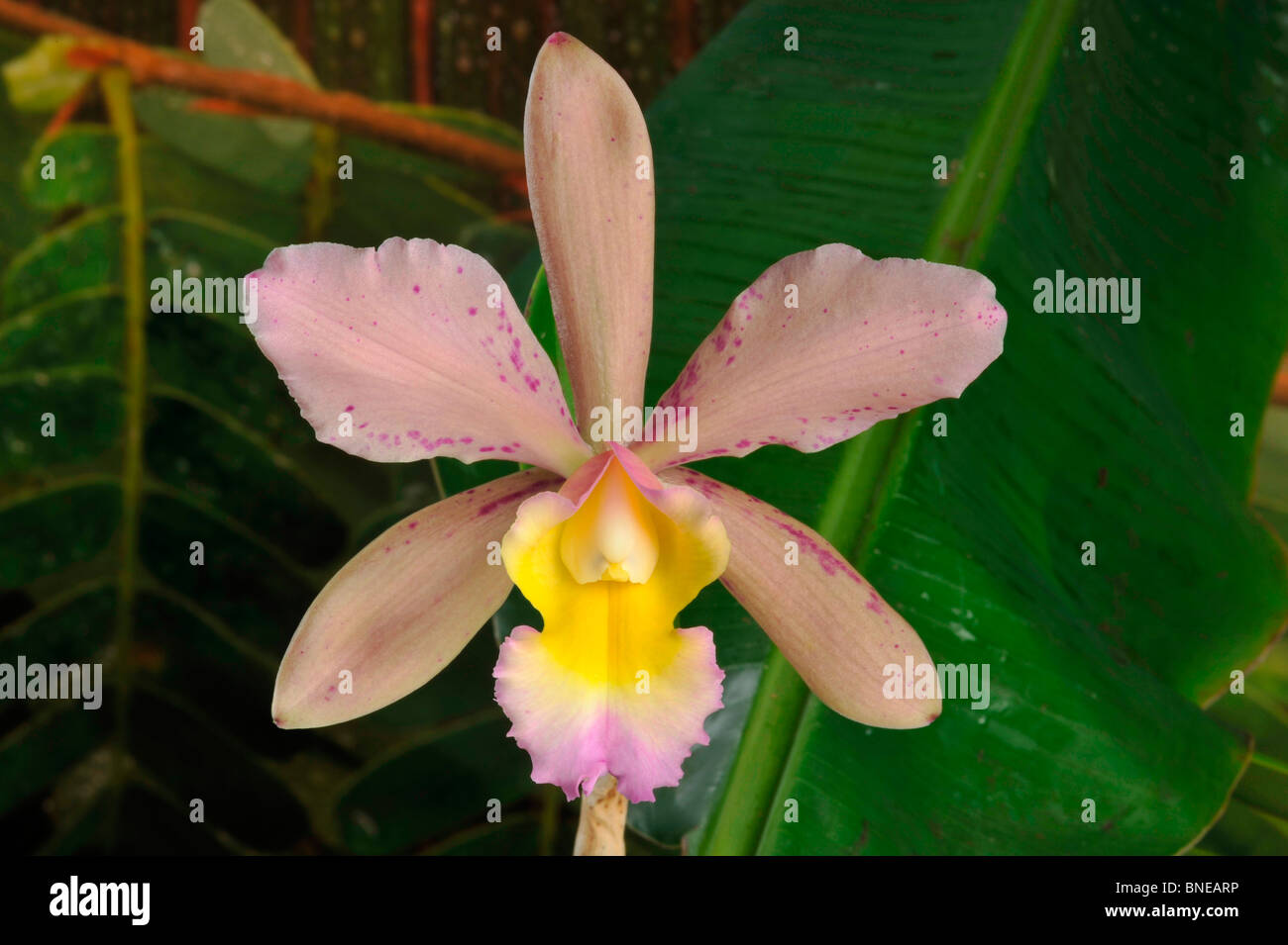 Banana Flower Stamen High Resolution Stock Photography and Images - Alamy