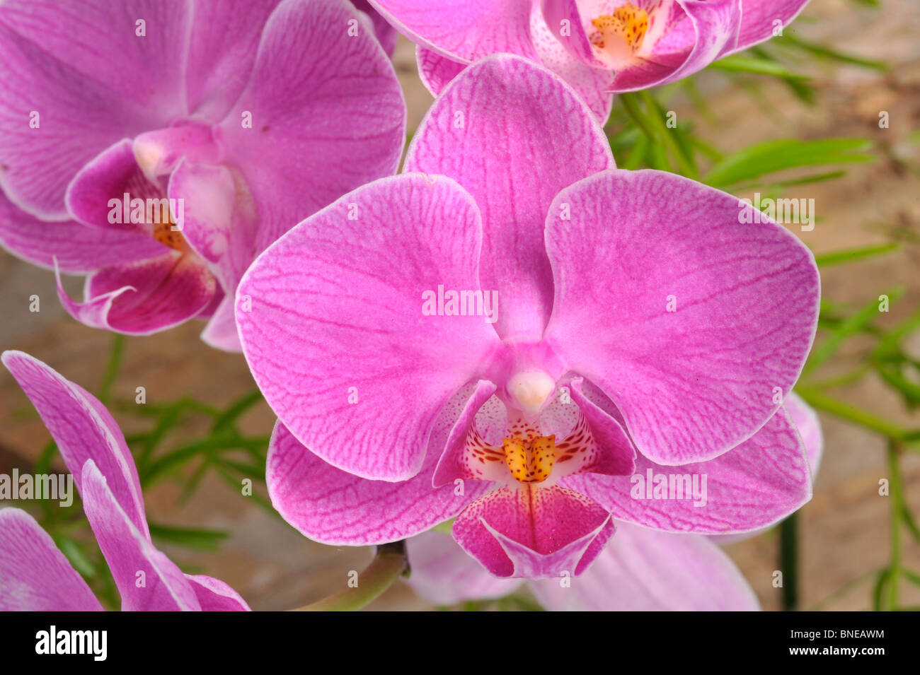 Zuma flash hi-res stock photography and images - Alamy