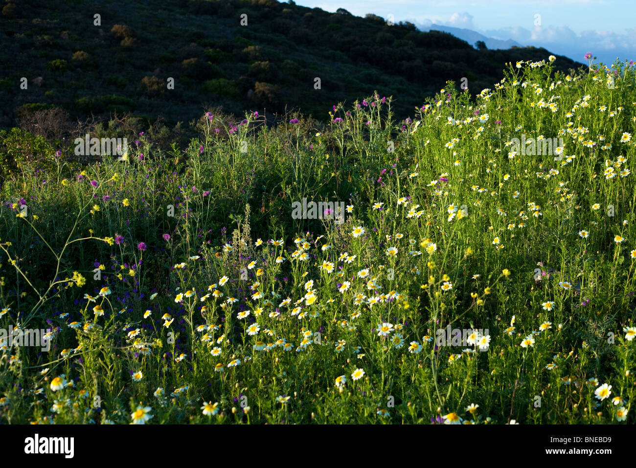 Wild spring flowers Andalusia Stock Photo - Alamy