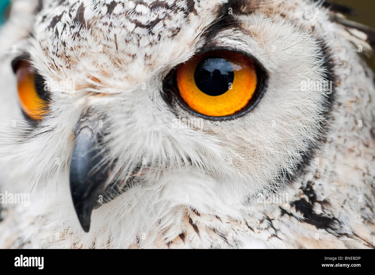 Owl eye hi-res stock photography and images - Alamy