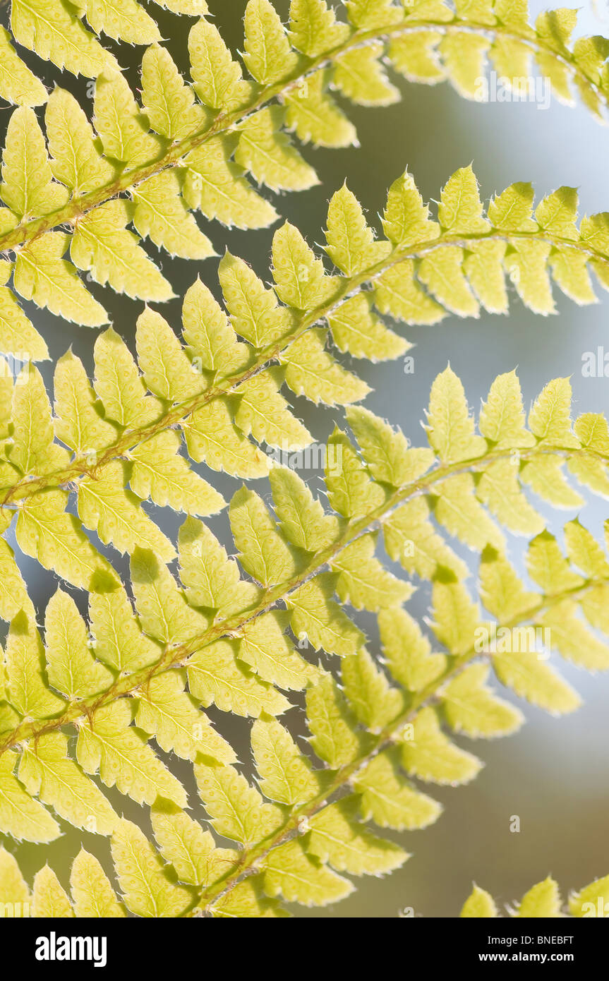 Closeup of a young woodland fern early spring Stock Photo - Alamy