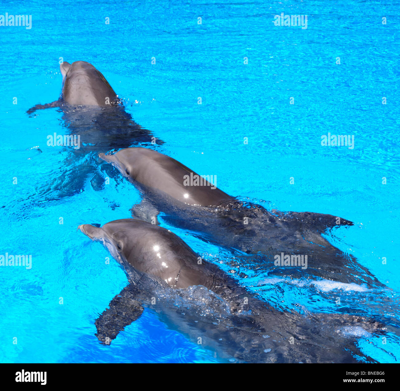 Dolphins at The Mirage, an MGM resort hotel on the Las Vegas strip ...