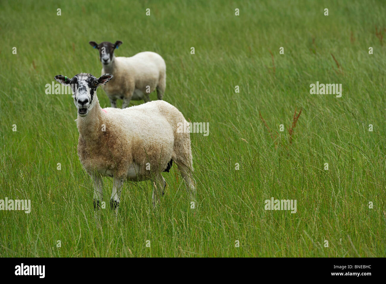 Prime British Livestock - Sheep Stock Photo - Alamy