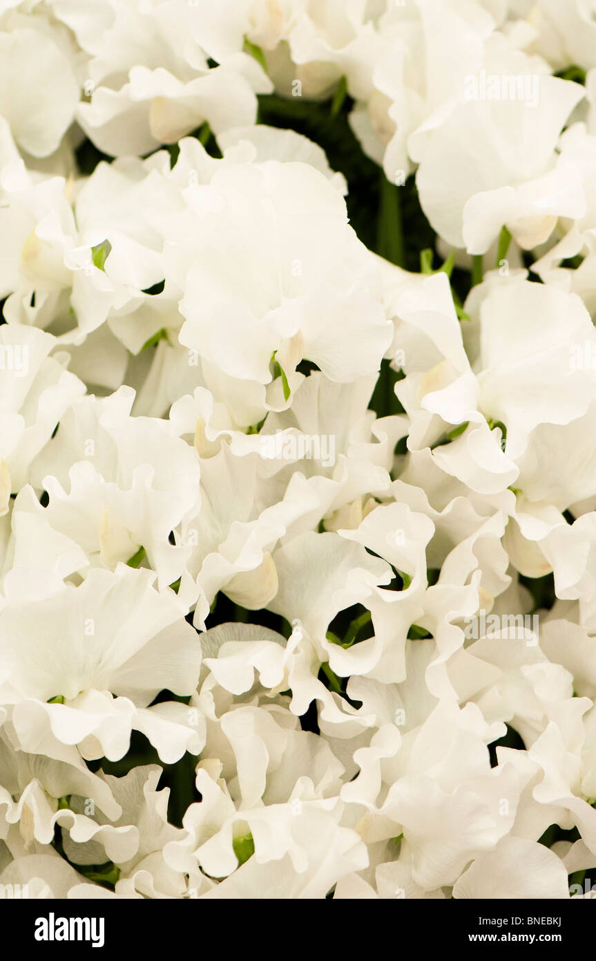 Lucy flower hi-res stock photography and images - Alamy