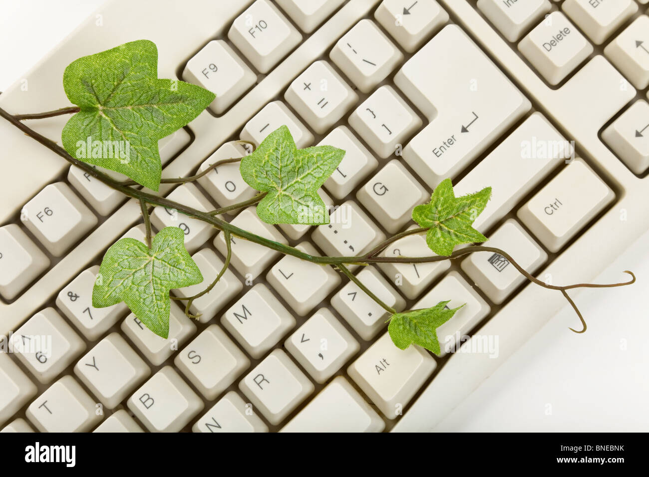 green plant and computer keyboard close up Stock Photo - Alamy