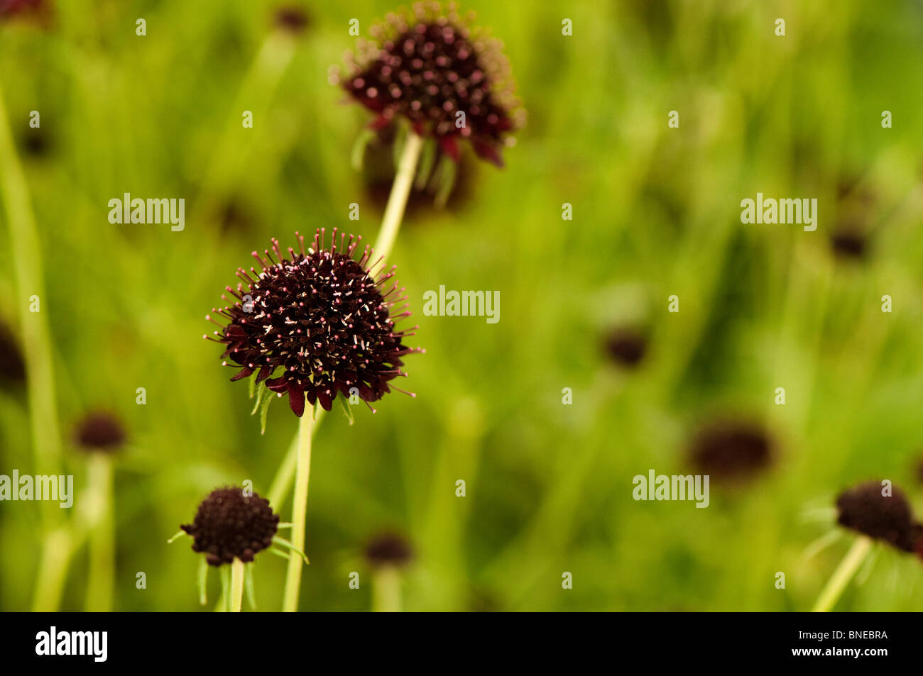 Pincushion scabiosa atropurpurea hi-res stock photography and images ...
