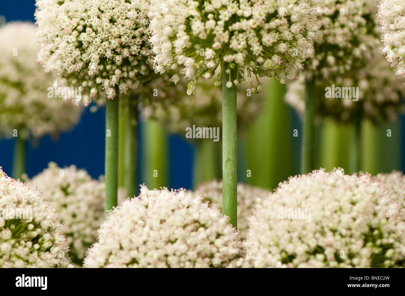 Allium 'Ampeloprasum' in flower Stock Photo - Alamy
