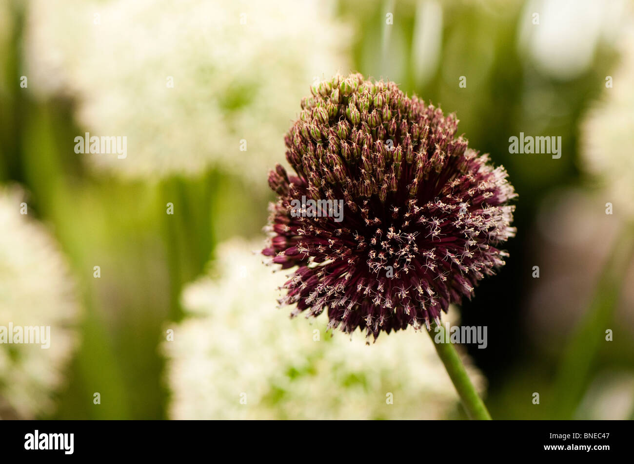Allium forelock hi-res stock photography and images - Alamy