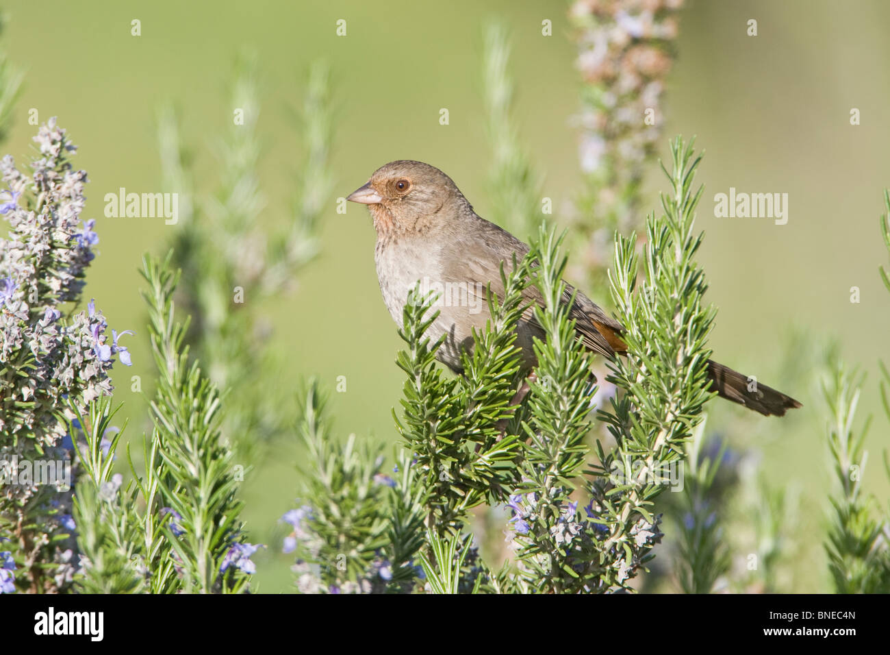 Rosemary bird hi-res stock photography and images - Alamy