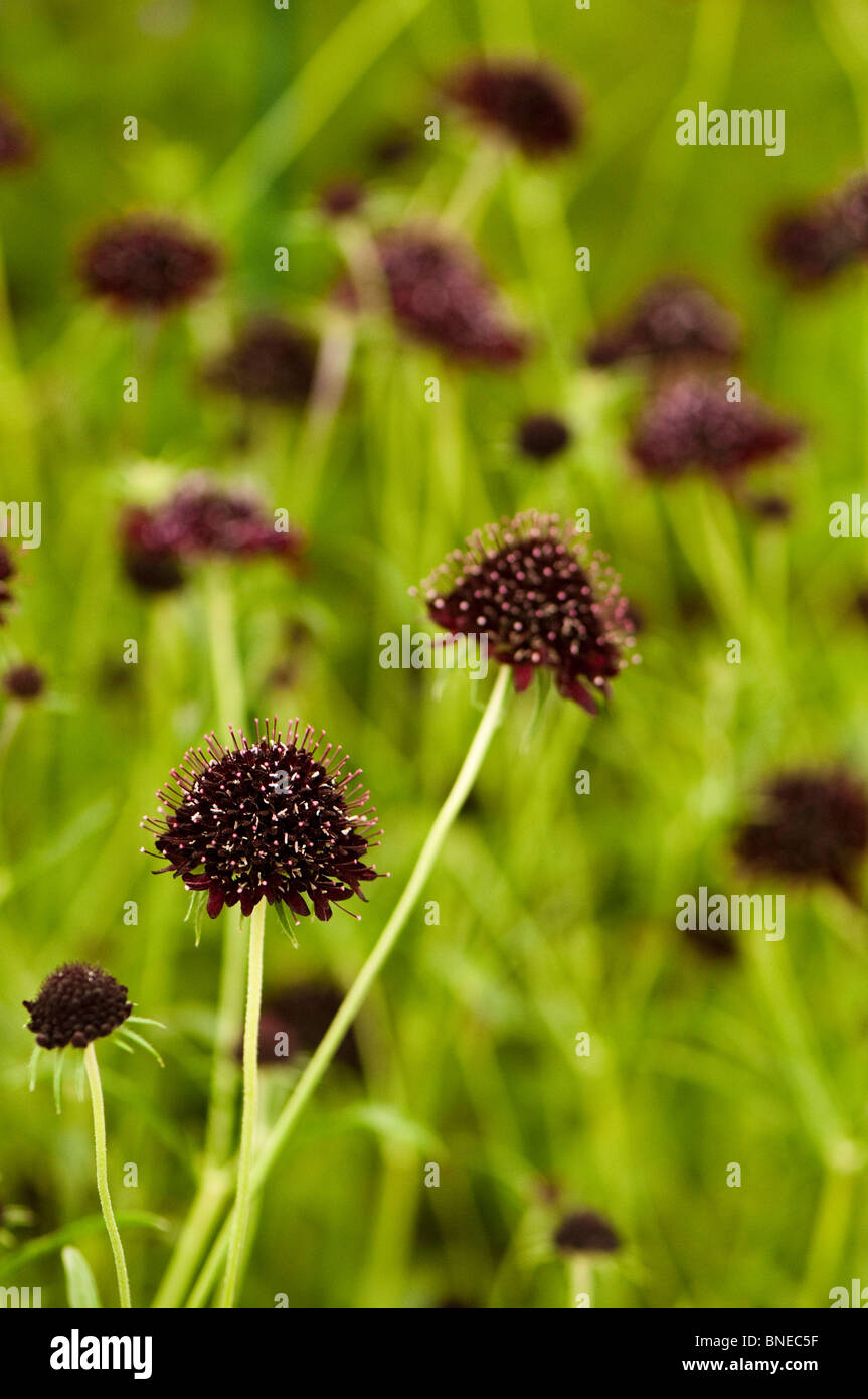 Scabiosa 'Chile Black' in flower Stock Photo - Alamy